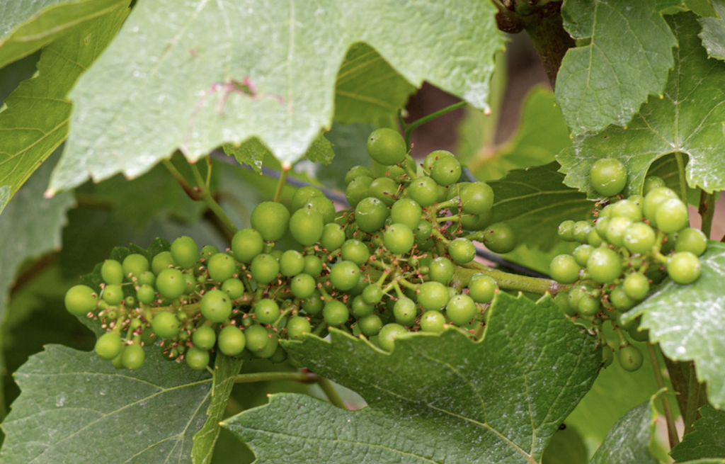 Champagne : la floraison s'achève avec près de deux semaines d'avance ...
